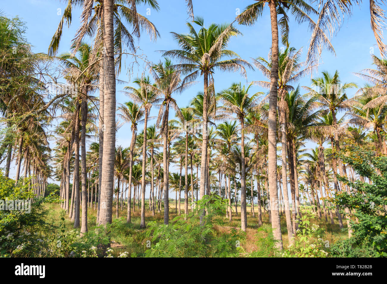Row of groove coconut tree in plantation with blue sky in sunny Stock ...