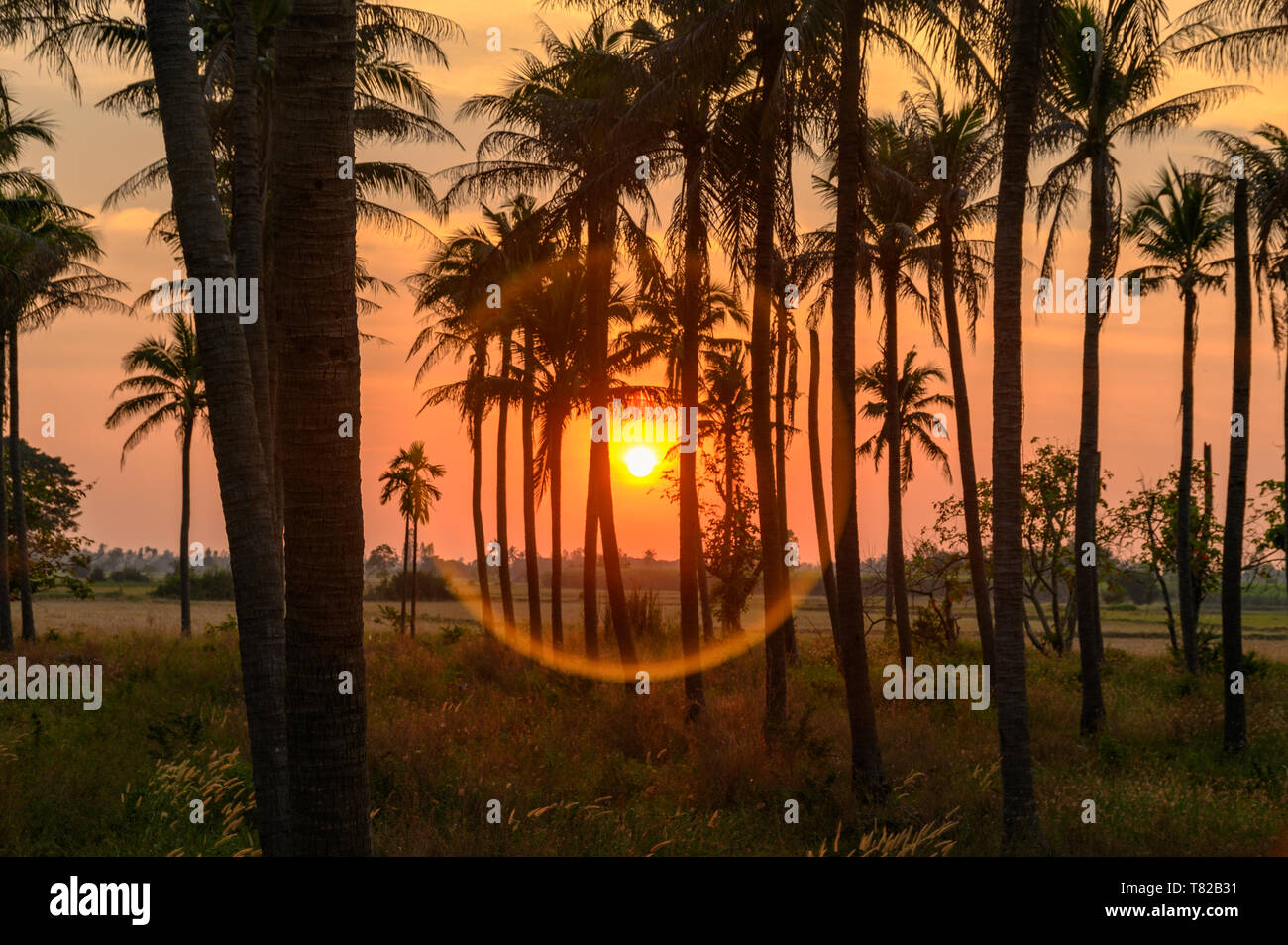 Colorful sunset in coconuts plantation at countryside Stock Photo - Alamy