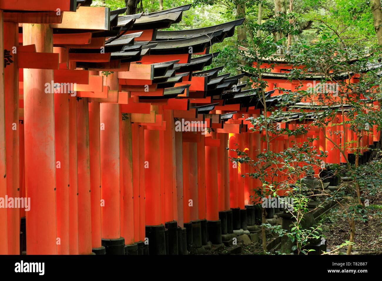 Japan, Honshu Island, Kansai Region, Kyoto, Fushimi-ku District, Shrine ...