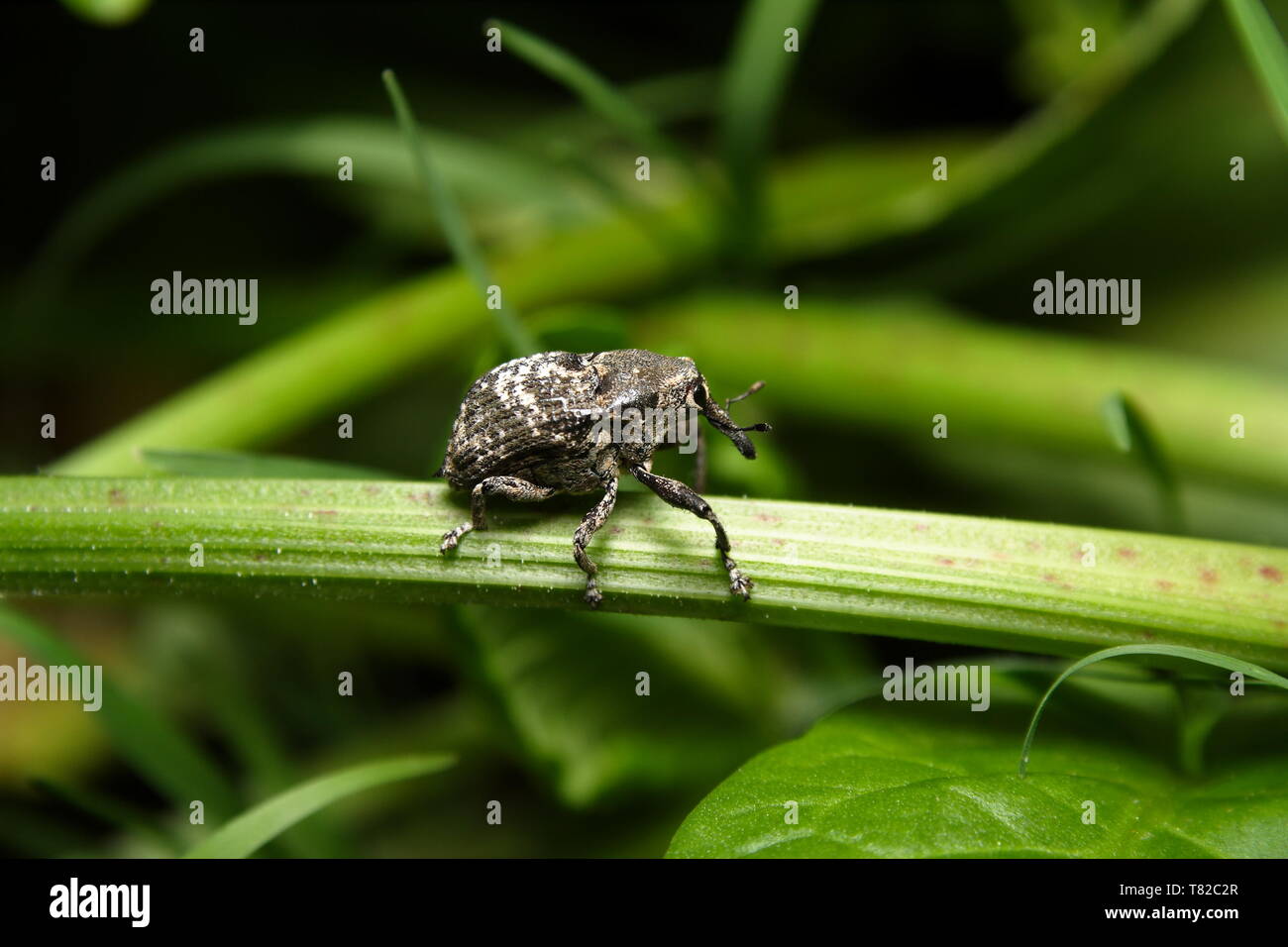 Elephant Weevil 'Orthorhinus cylindrirostris' Stock Photo - Alamy