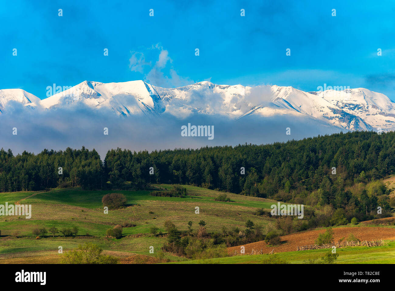 Snowy Pirin mountain in front of green spring meadow Stock Photo - Alamy