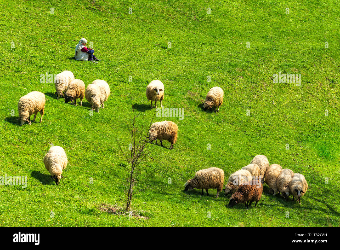 Old woman resting on the ground while sheep grazing on green meadow ...