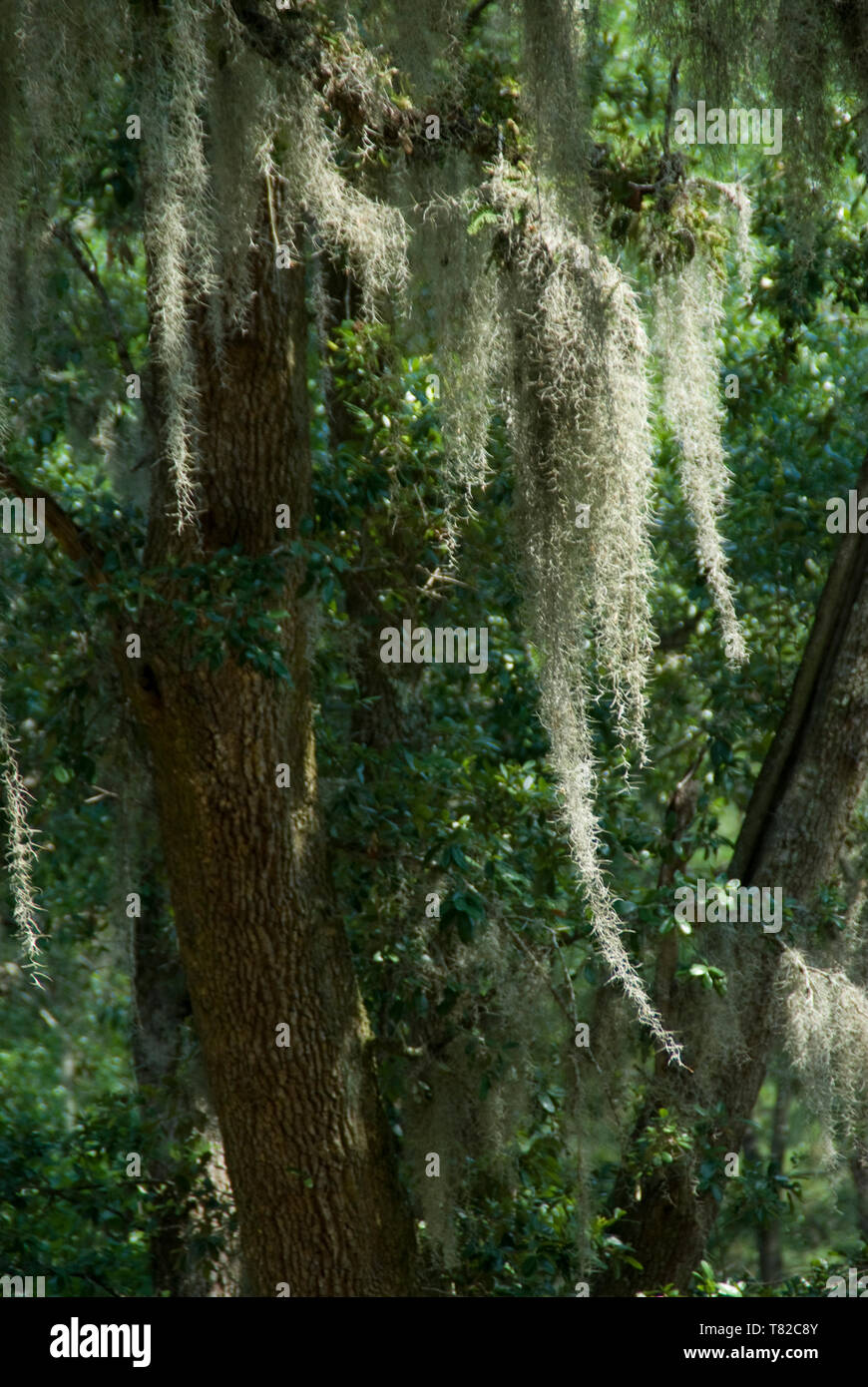 Hanging moss hi-res stock photography and images - Alamy