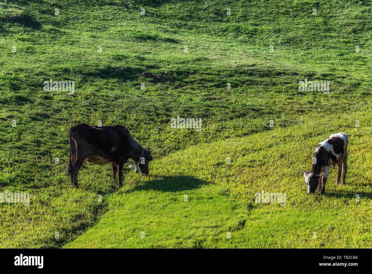 Cows in mountain hi-res stock photography and images - Alamy