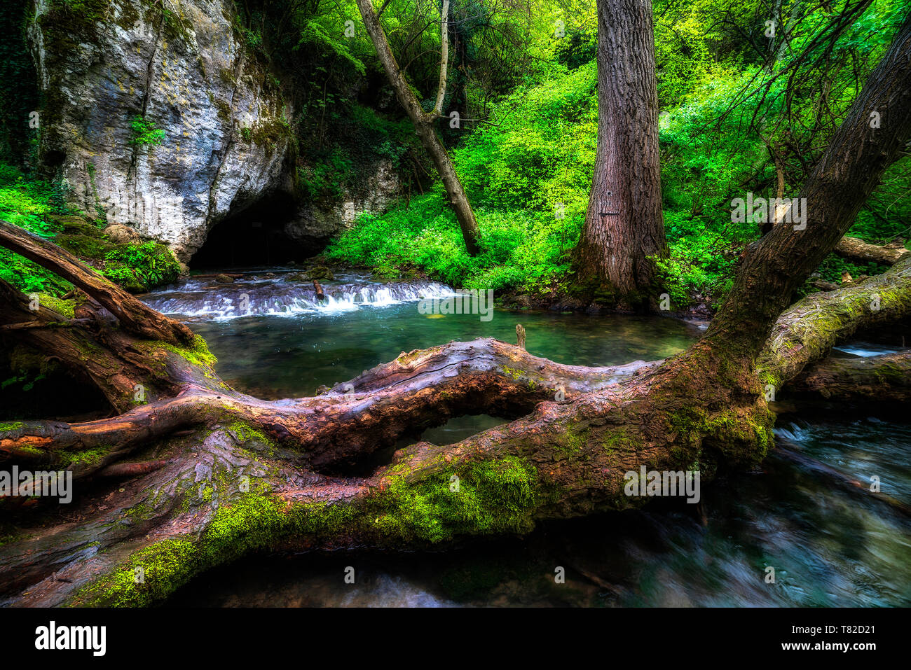 Beautiful dead tree in the shallow turquoise water of a Krushuna ...