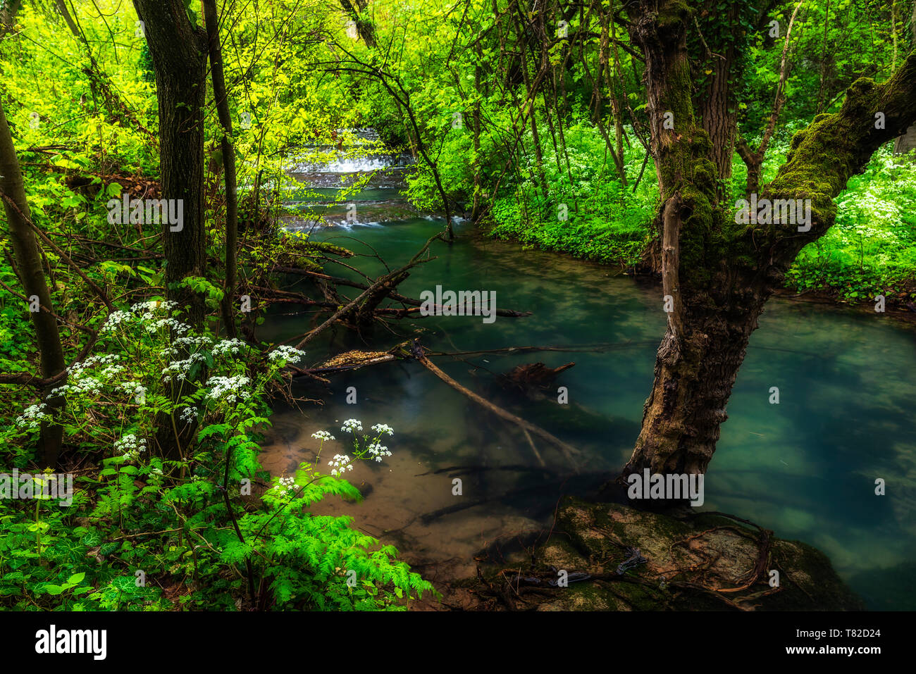 Spring river of a Krushuna waterfalls pool at the biggest travertine ...