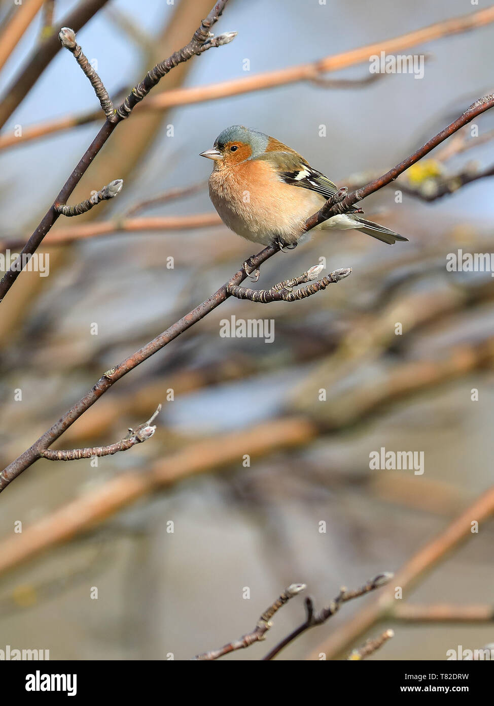 chaffinch is beautifully singing bird Stock Photo - Alamy