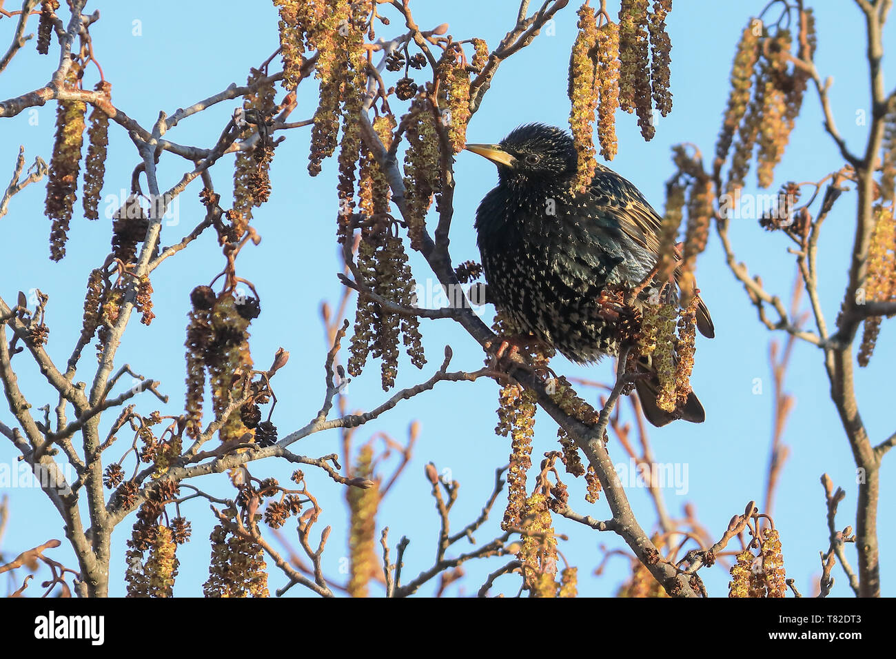 European Starling beautiful spring day Stock Photo - Alamy