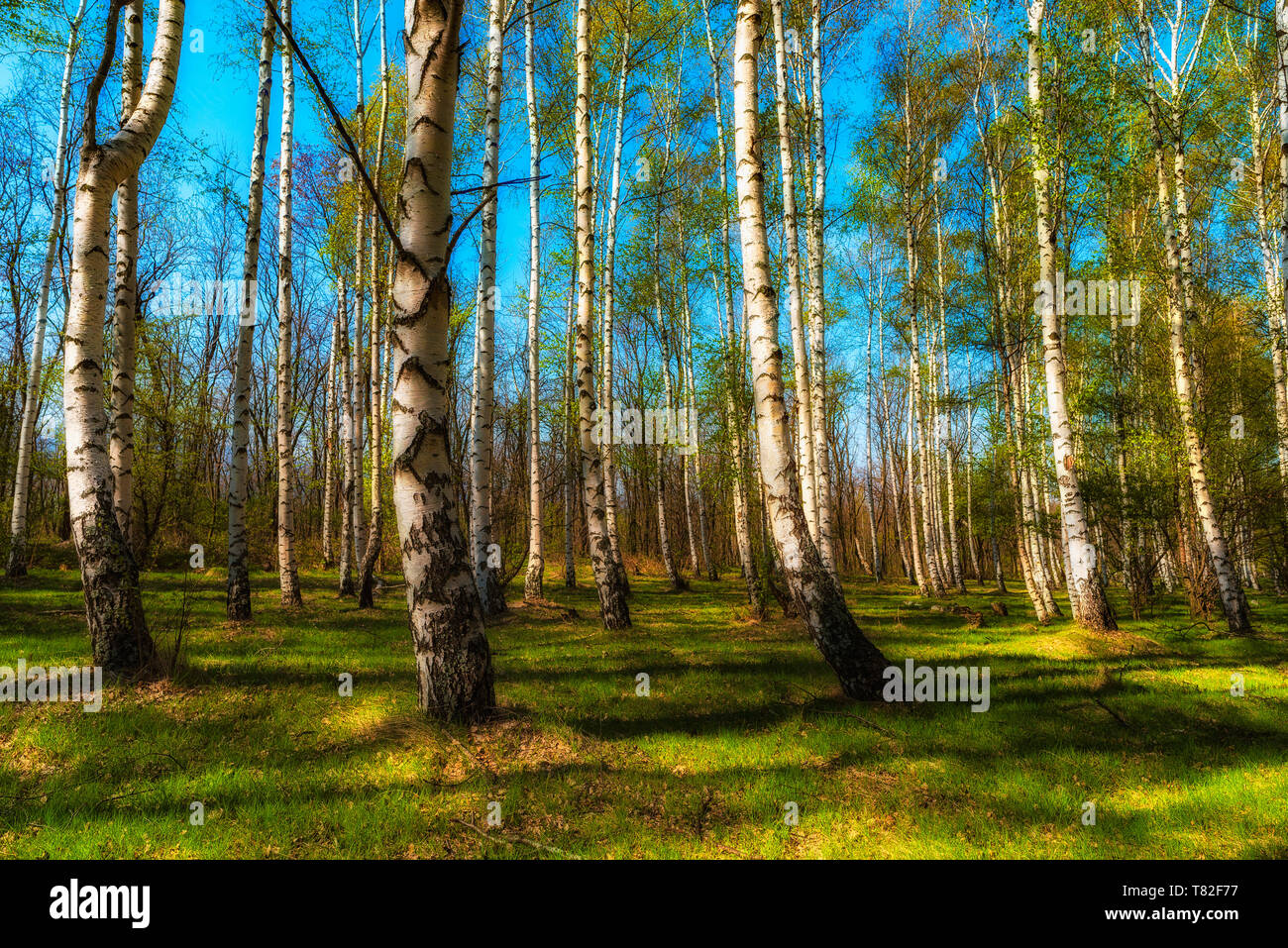Spring birch forest, rural scene with green grass and blue sky Stock ...