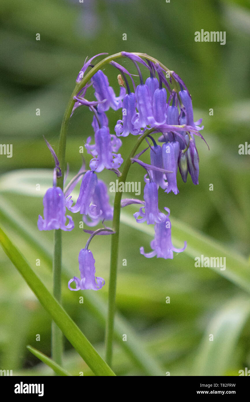 Drooping bell shape flowers hi-res stock photography and images - Alamy