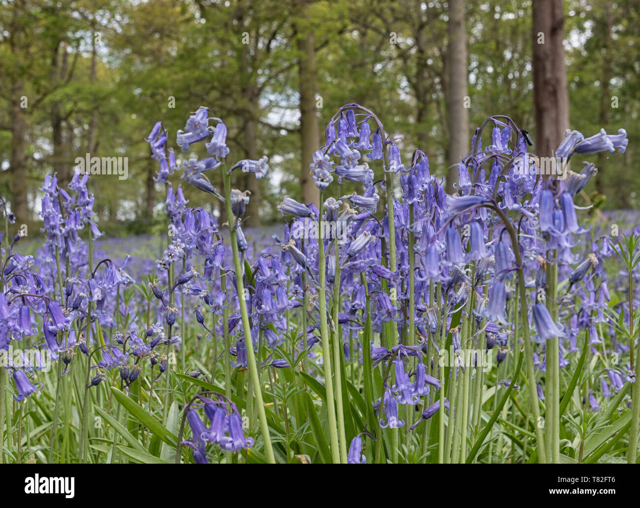 Blue bell flower under tree hi-res stock photography and images - Alamy