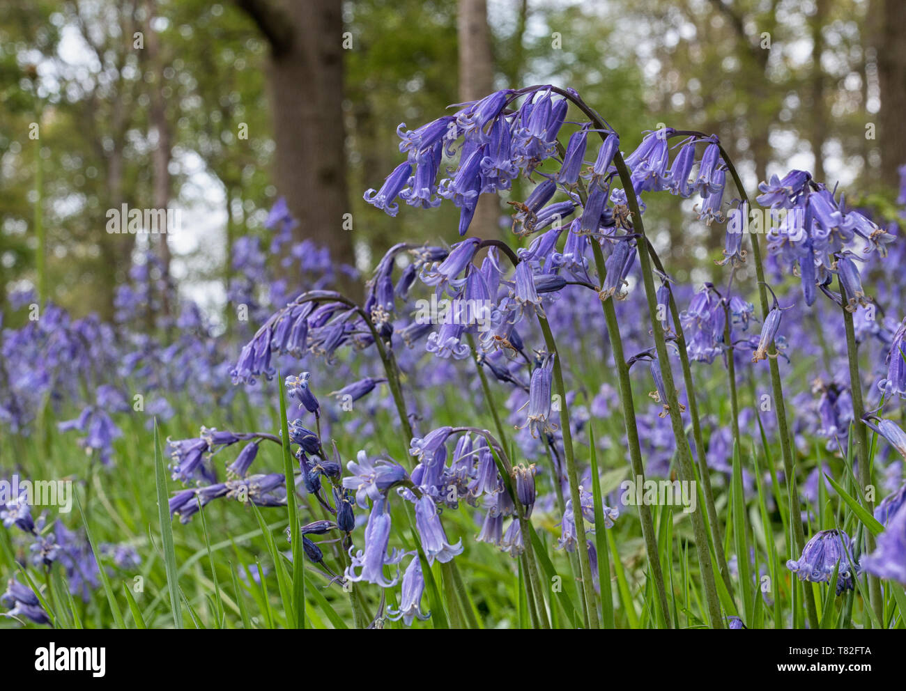 Drooping bell shape flowers hi-res stock photography and images - Alamy