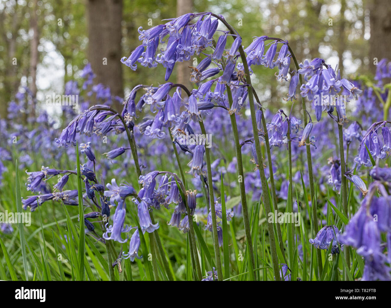 Blue bell flower under tree hi-res stock photography and images - Alamy