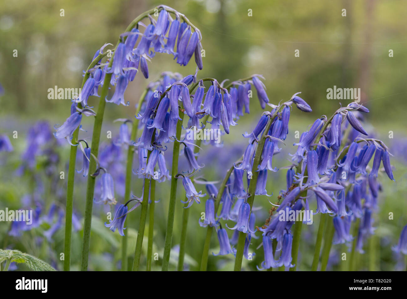 Drooping bell shape flowers hi-res stock photography and images - Alamy
