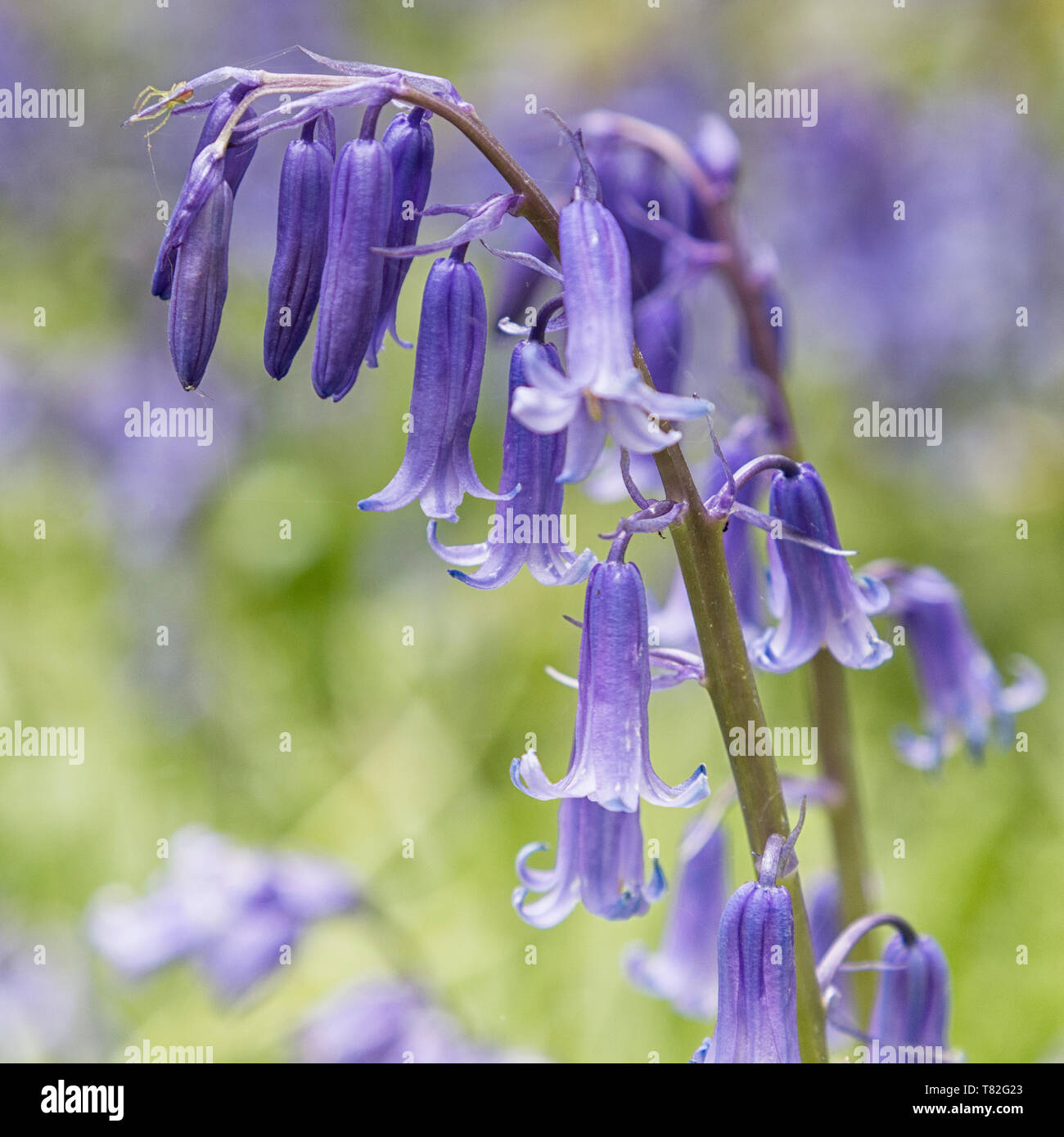 Drooping bell shape flowers hi-res stock photography and images - Alamy