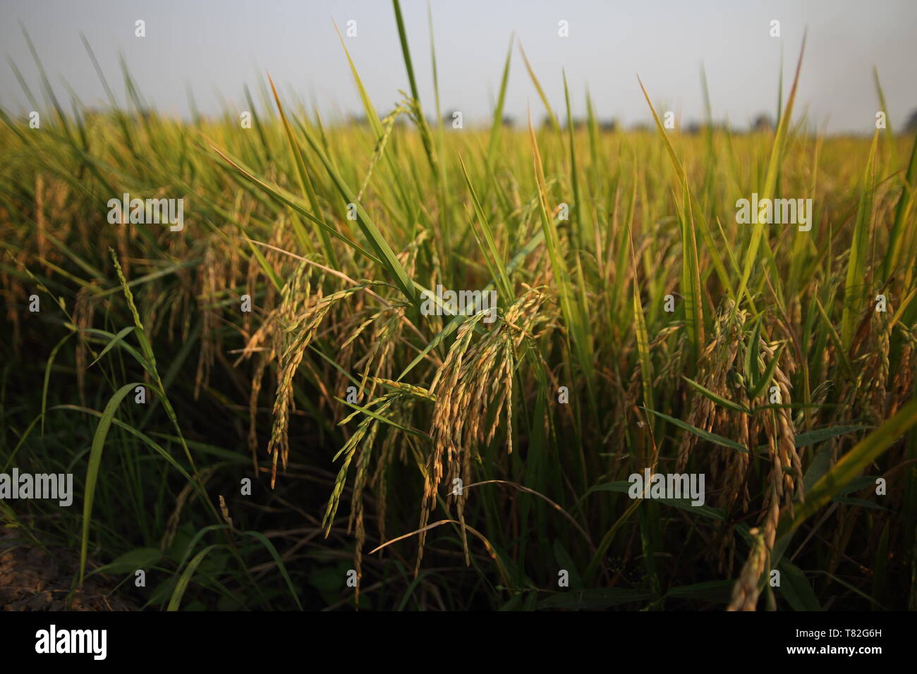 full grown rice. rice field close-up. dirt road path for controlling ...