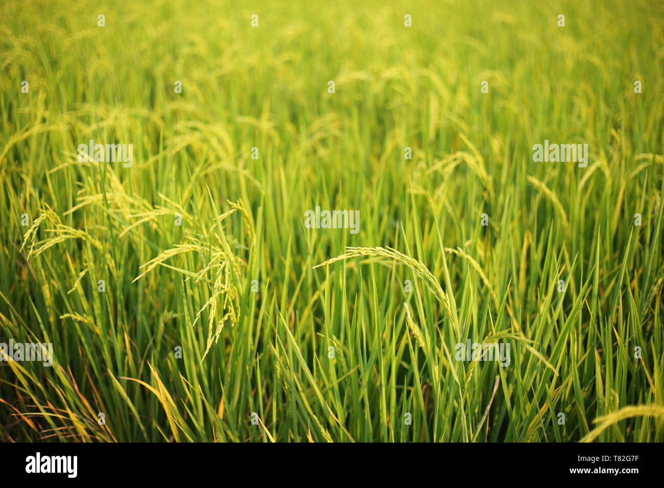 full grown rice. rice field close-up. dirt road path for controlling ...