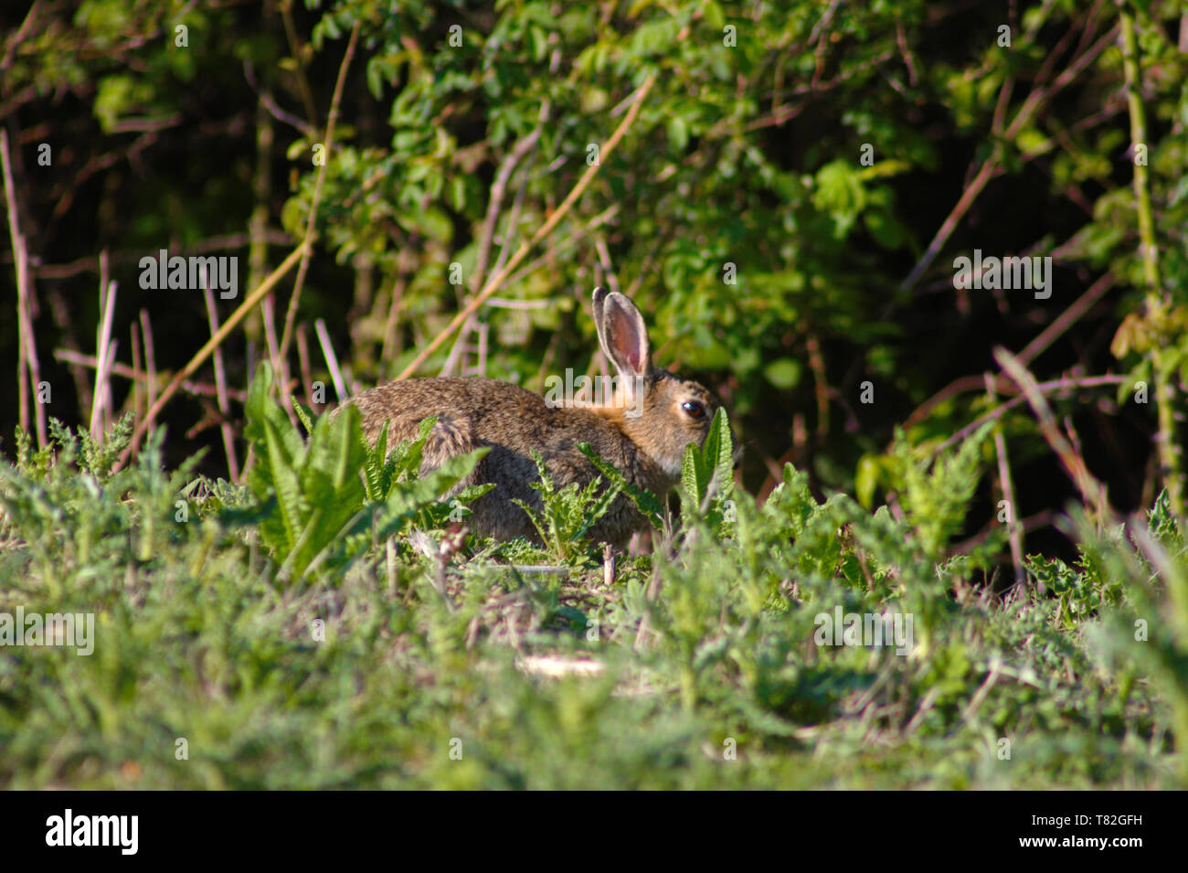European wild rabbits hi-res stock photography and images - Alamy