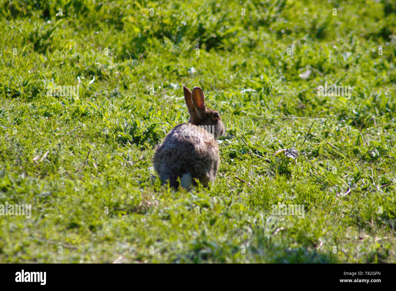 Wild rabbit (lepus cuniculus) on a meadow in South England. European ...