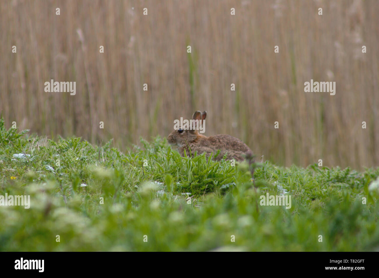 European wild rabbits hi-res stock photography and images - Alamy
