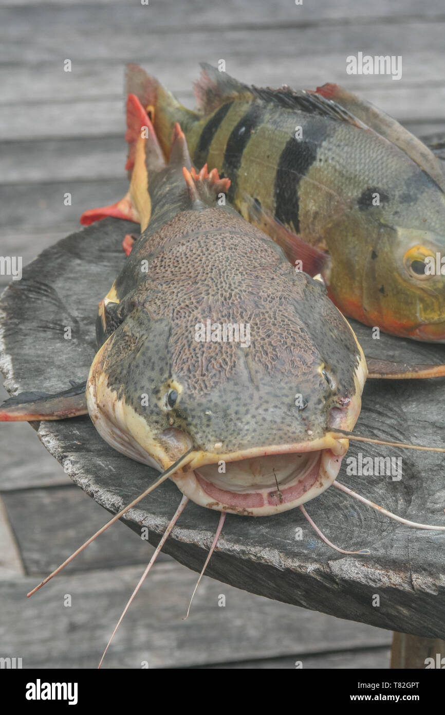Fishes from Amazon River on the wooden table. Brazil, South America ...