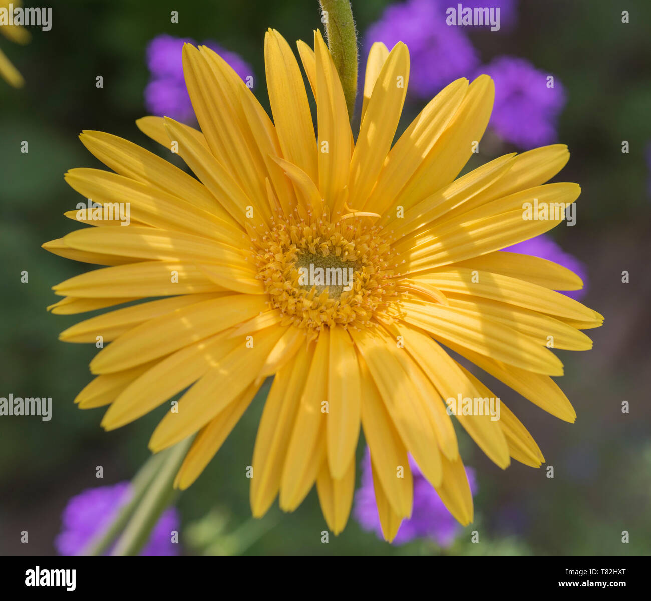 Close-up detail of a yellow daisy flower during spring in an ornamental ...