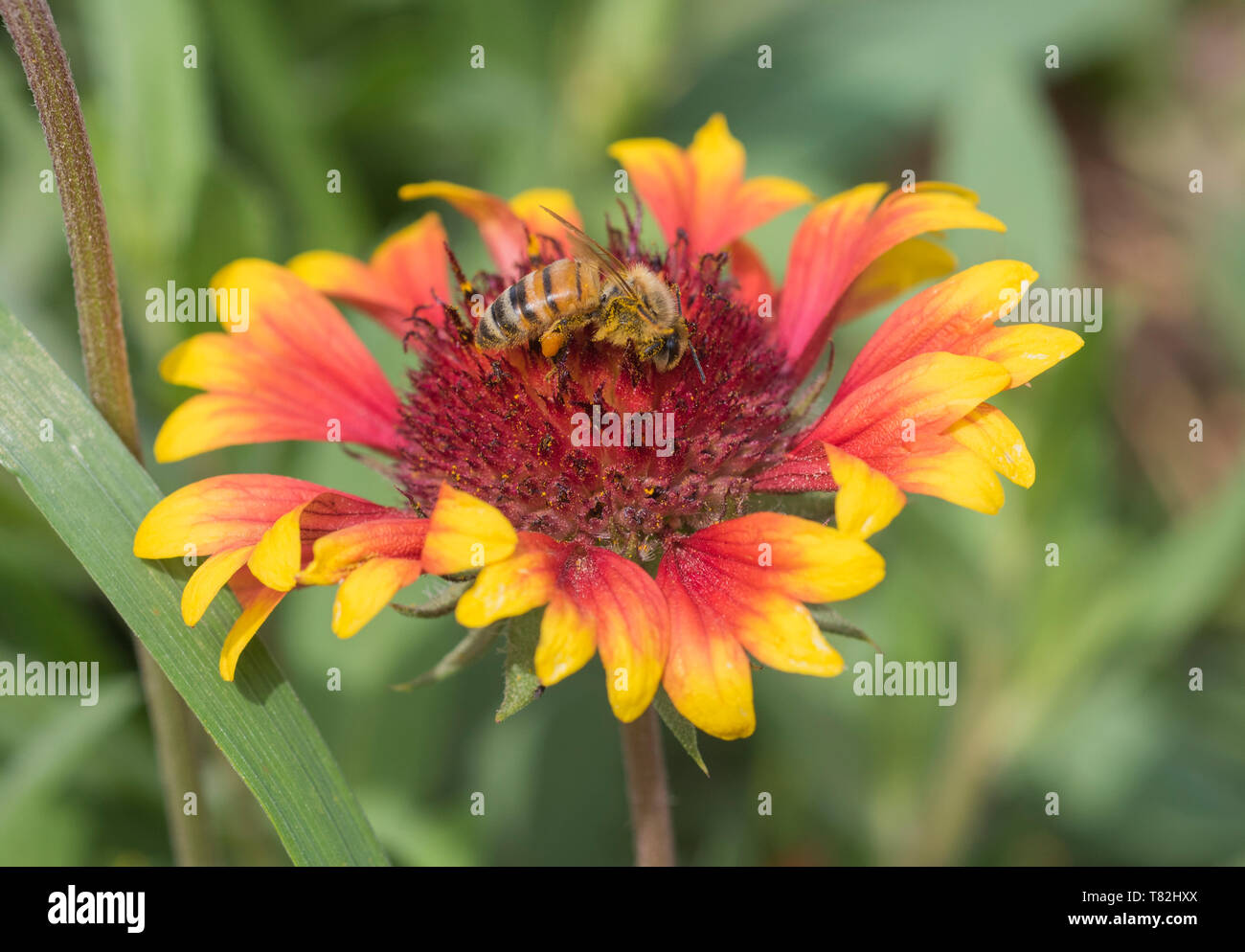 Hairy stamen stem hi-res stock photography and images - Alamy
