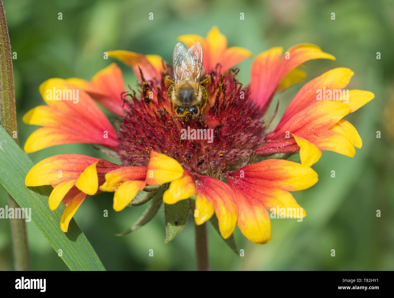 Indian honey bee hi-res stock photography and images - Alamy