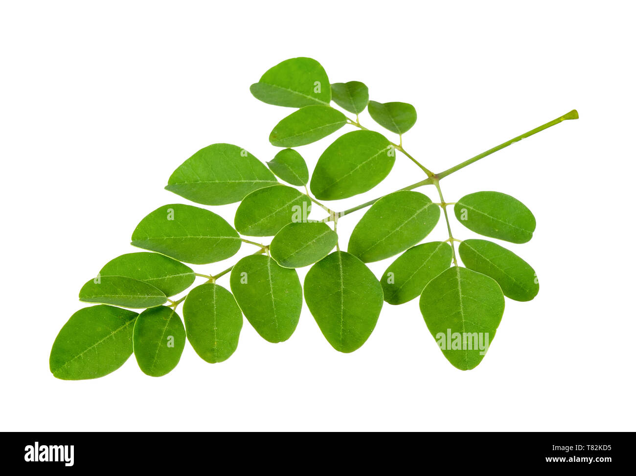 Moringa Oleifera Leaves