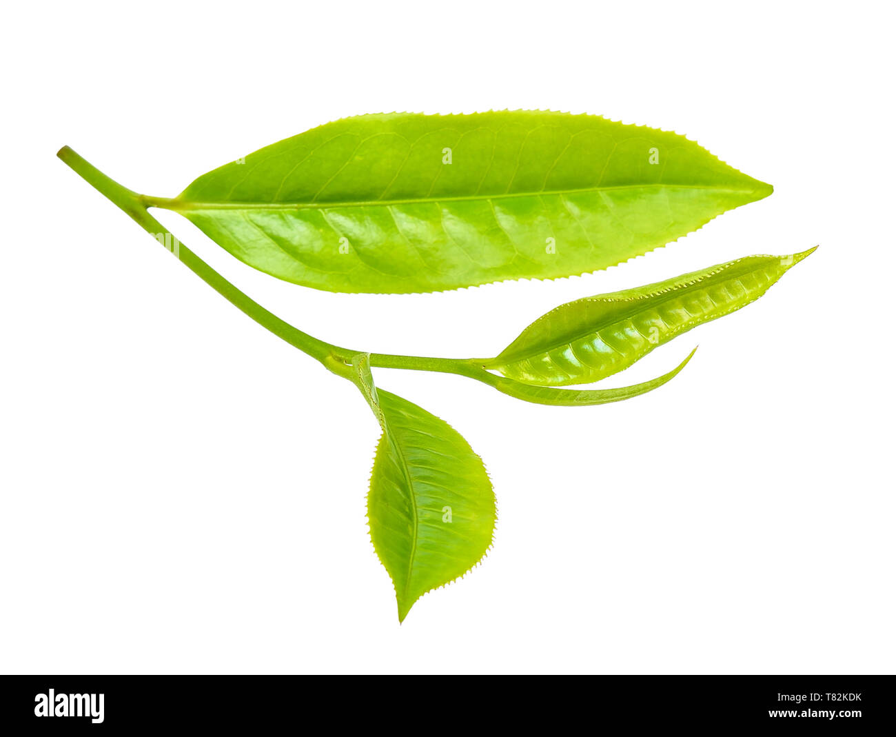 Tea leaf isolated on white with clipping path Stock Photo - Alamy