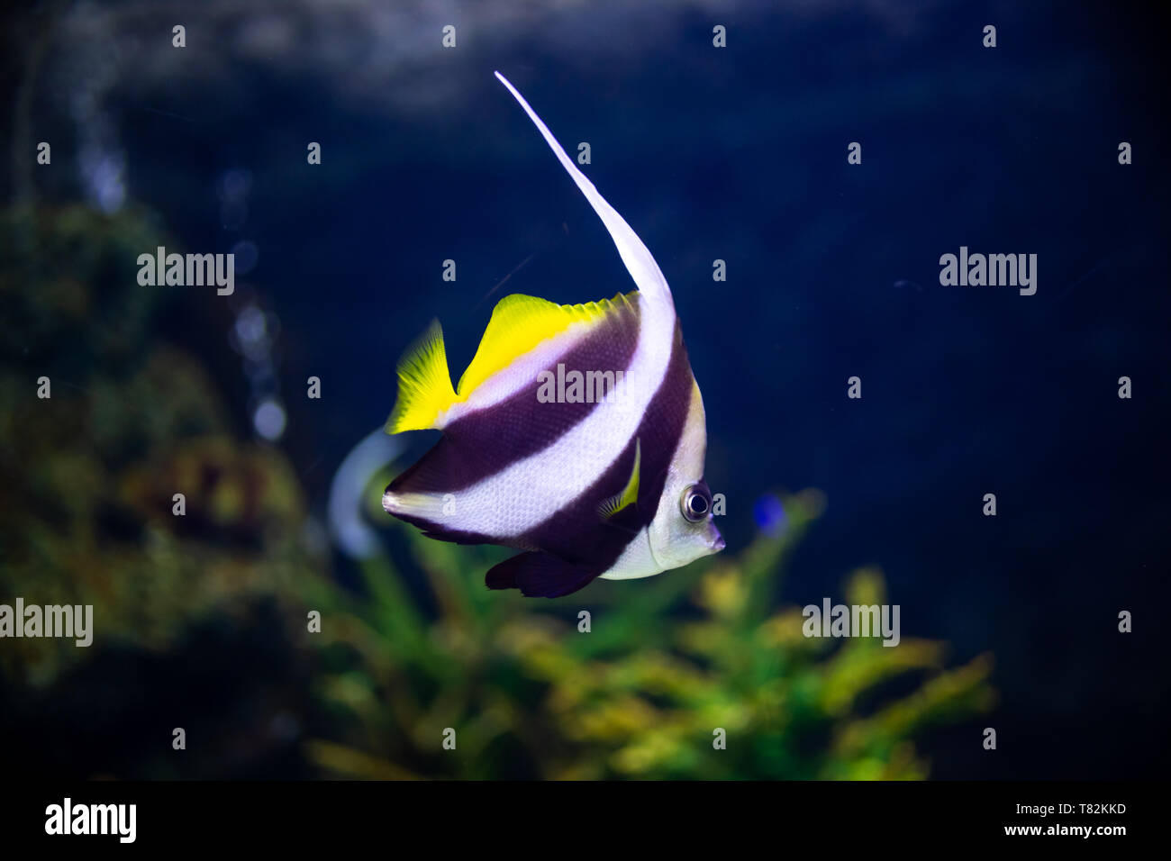 Beautiful fish in the aquarium on decoration of aquatic plants ...