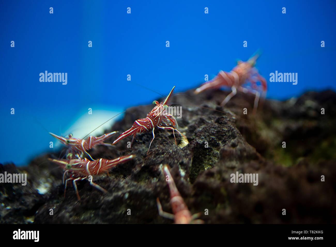 Hinge- beak shrimp, It is beautiful small shrimp in fish tank Stock ...