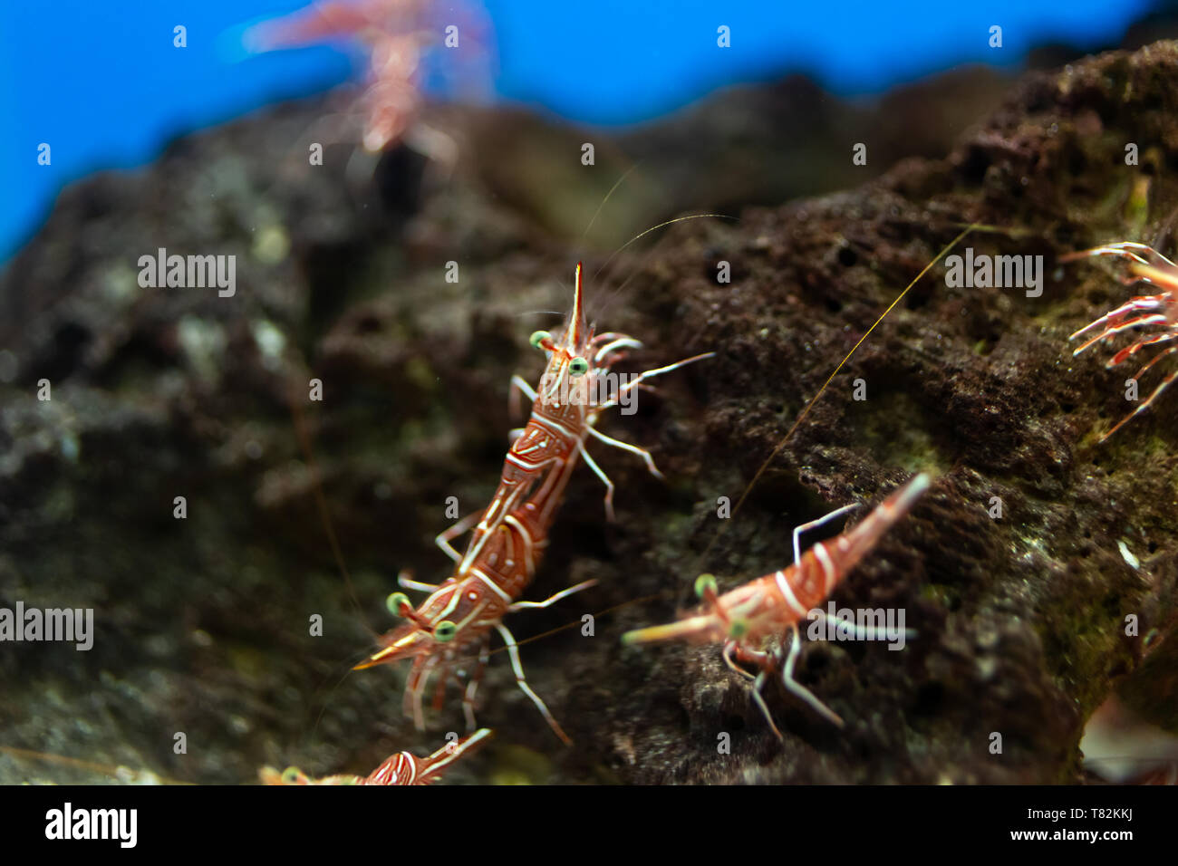 Hinge- beak shrimp, It is beautiful small shrimp in fish tank Stock ...