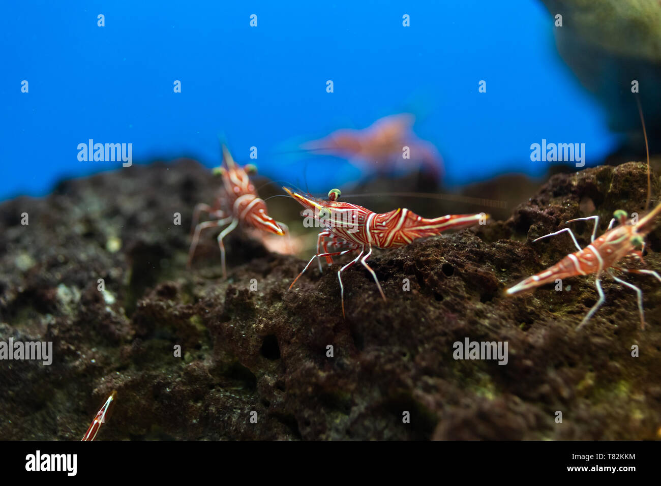 Hinge- beak shrimp, It is beautiful small shrimp in fish tank Stock ...