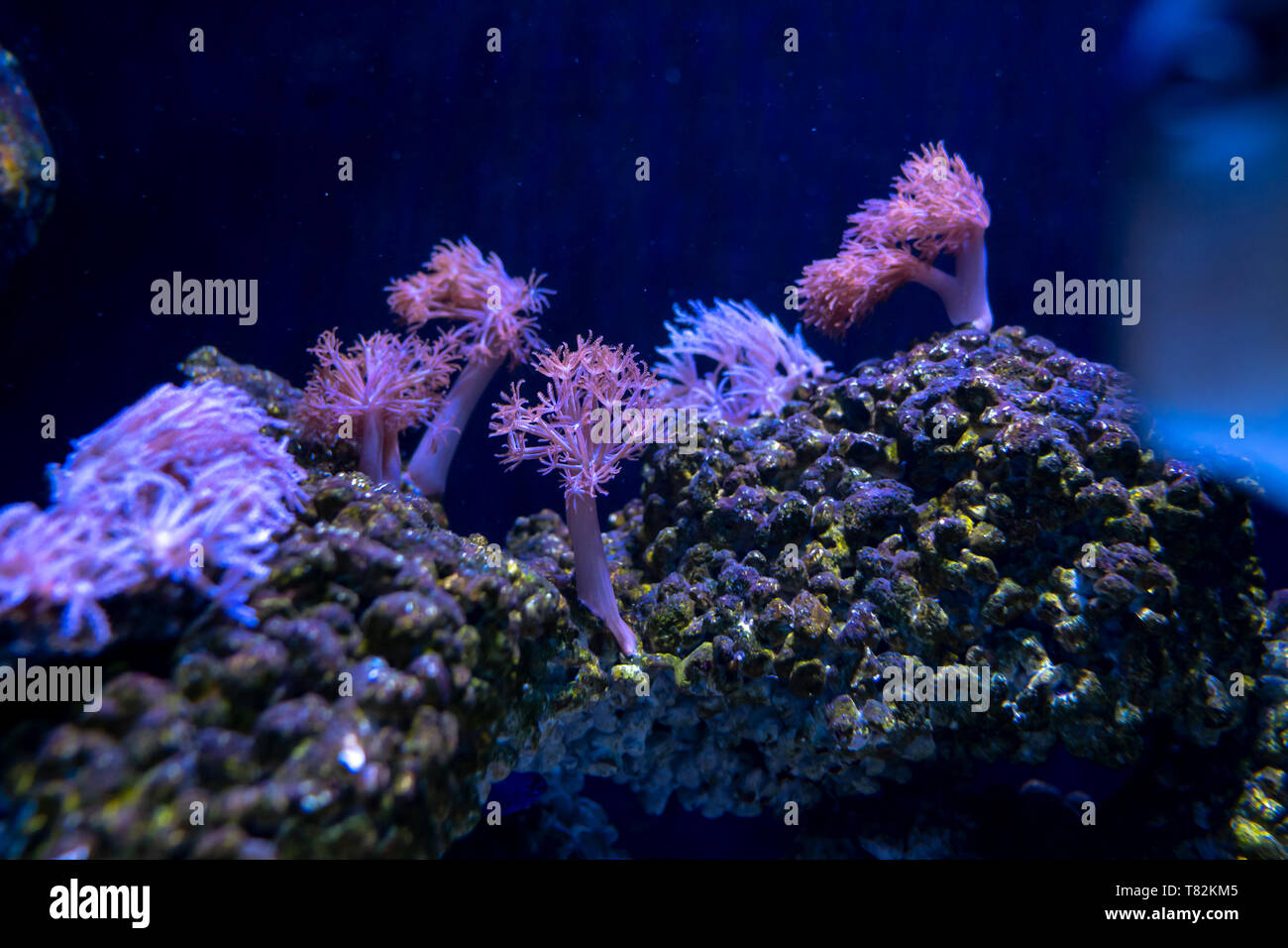 Beautiful sea flower in underwater world with corals and fish Stock ...