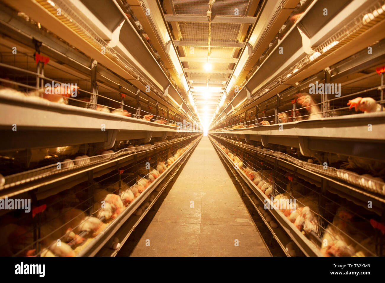 Factory Chicken egg production Stock Photo - Alamy