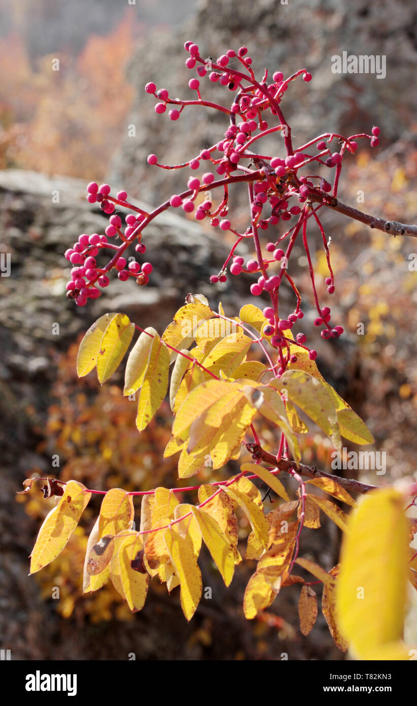 Terebinth tree hi-res stock photography and images - Alamy