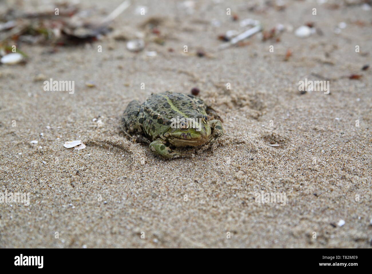Frog toad green hi-res stock photography and images - Alamy