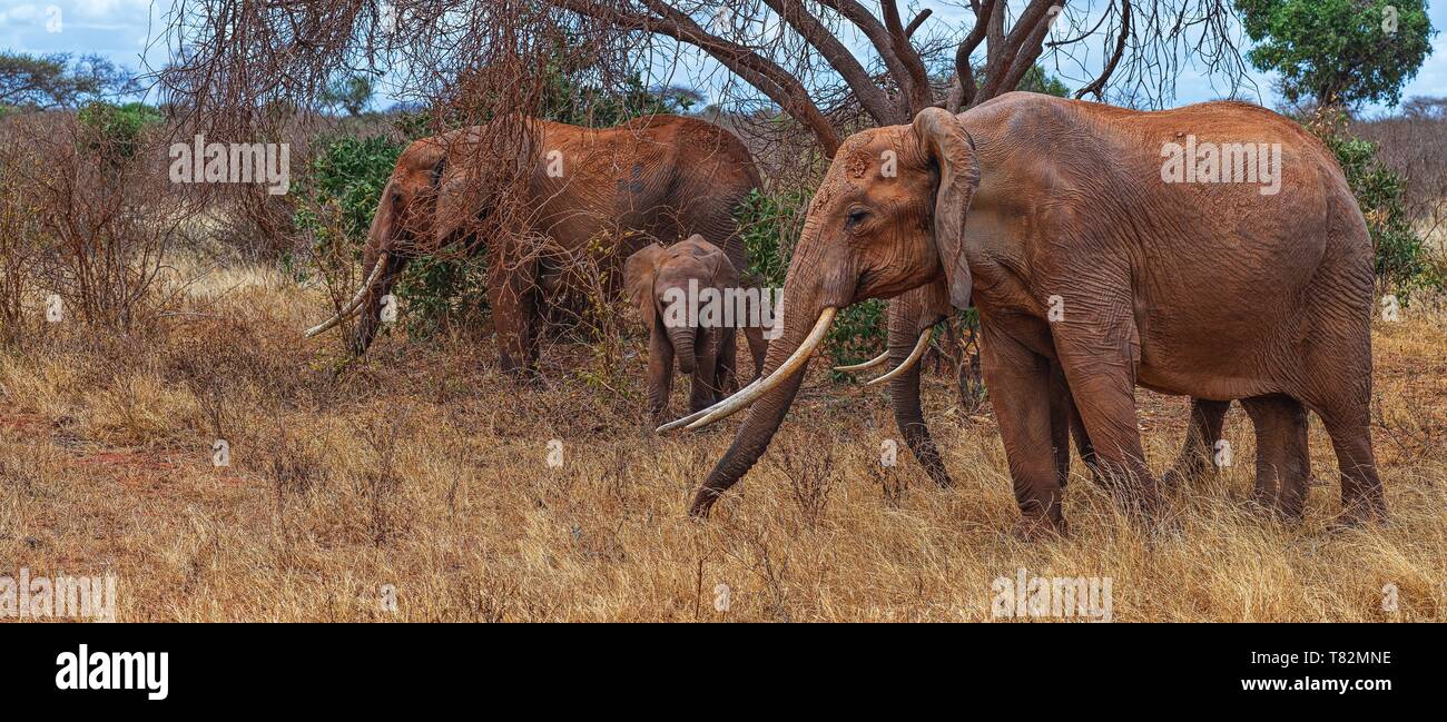 Tsavo national park kilimanjaro hi-res stock photography and images - Alamy