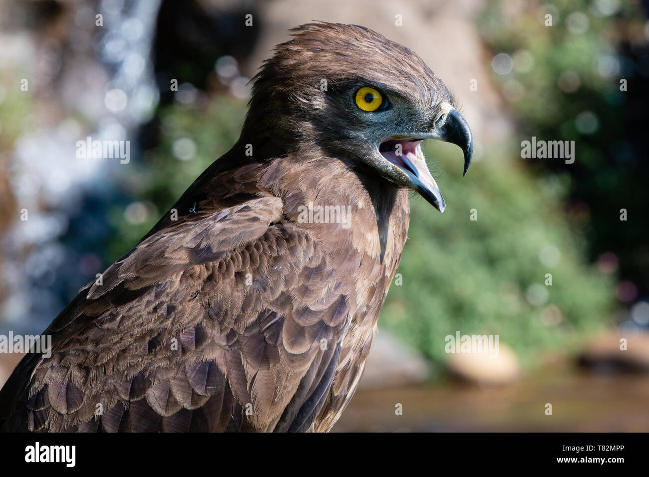 African snake eagle hi-res stock photography and images - Alamy