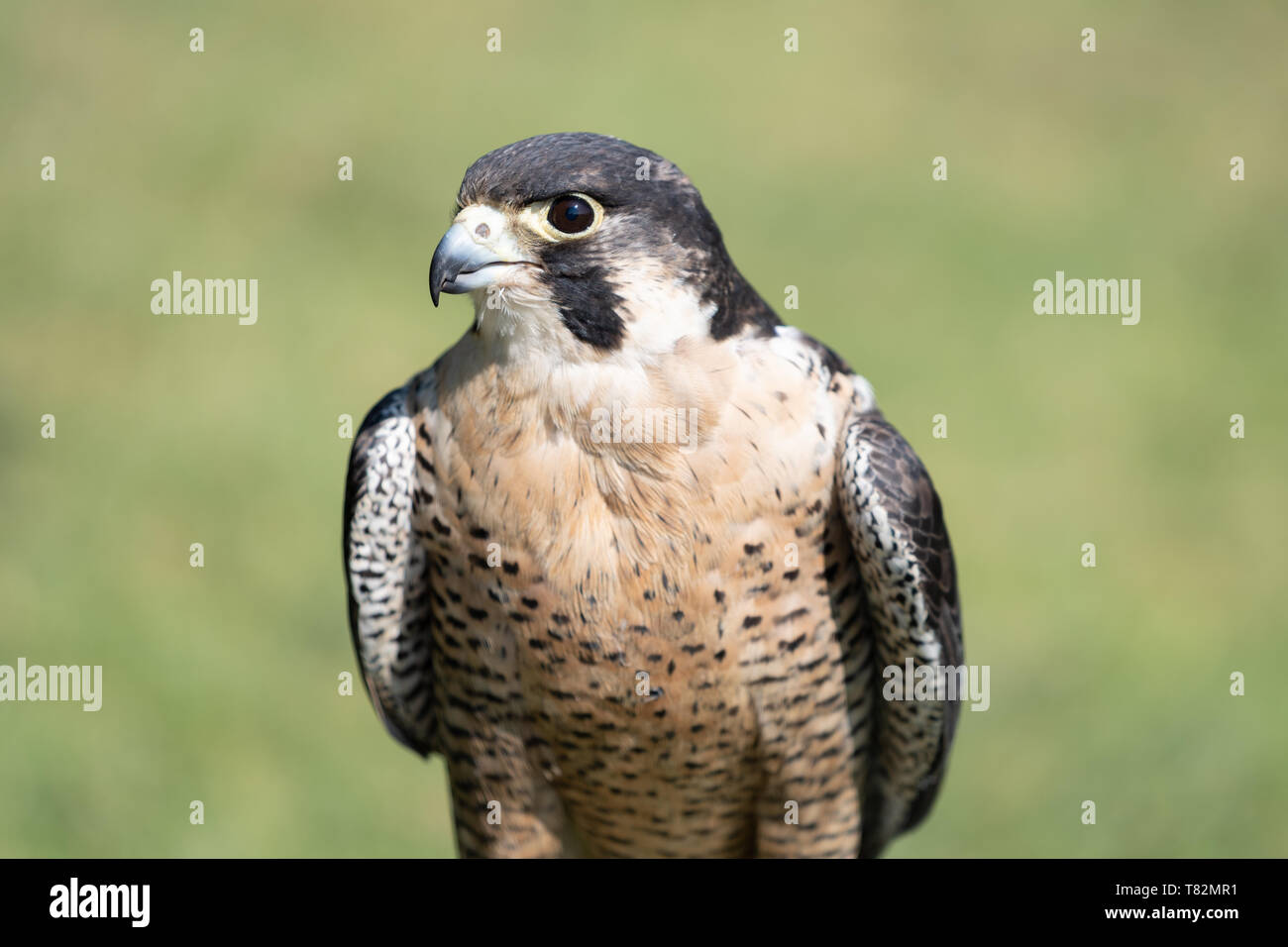 African lanner falcon hi-res stock photography and images - Alamy