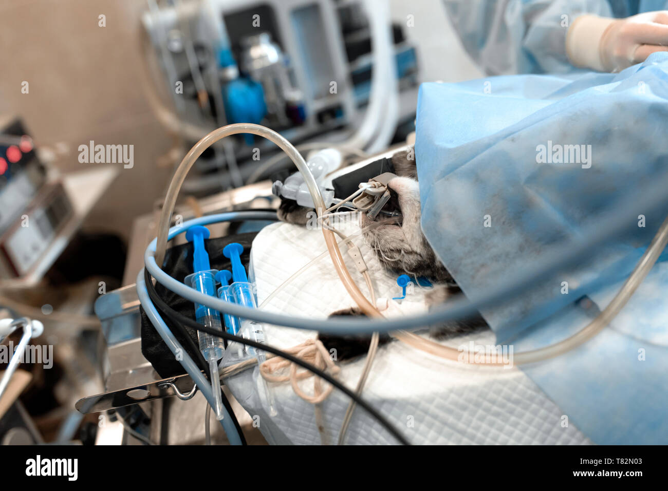 cat under general anesthesia on the operating table prepared to ...