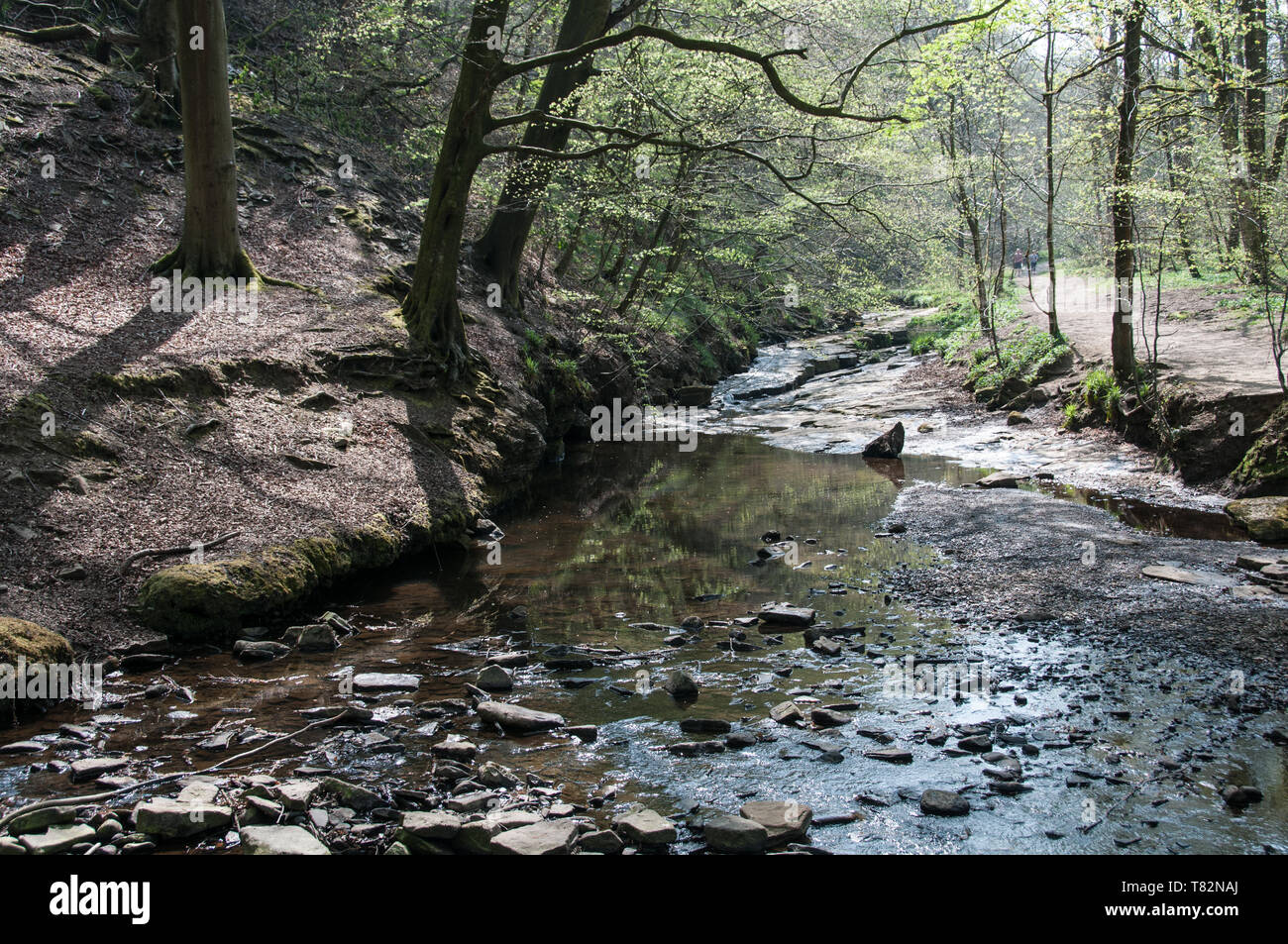 Witton woods hi-res stock photography and images - Alamy