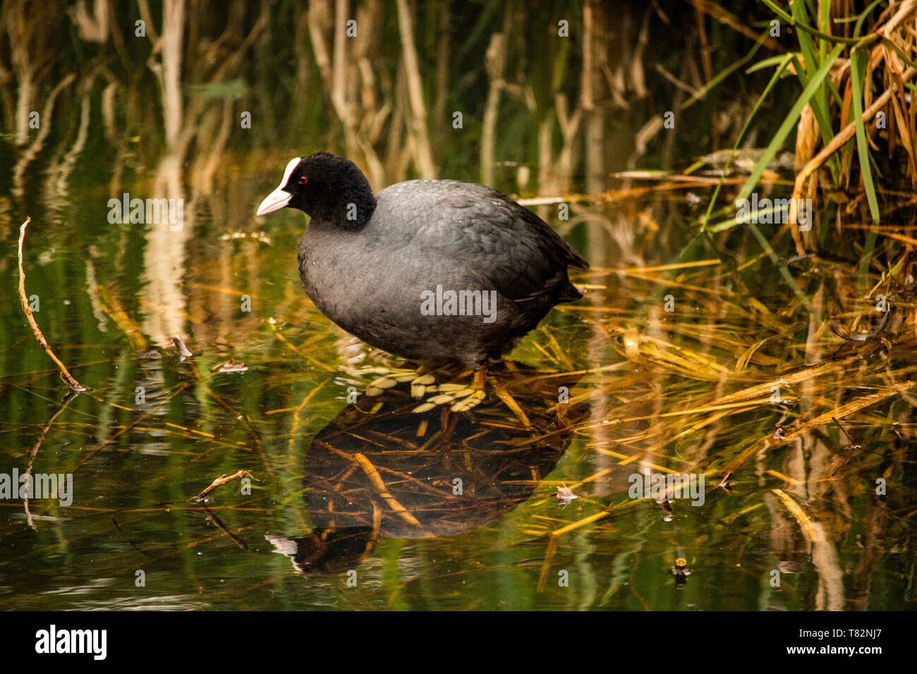 Bird in a pond with his refection below him Stock Photo - Alamy