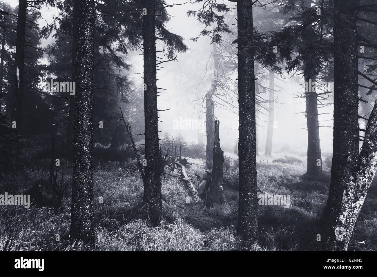 Mystic dark forest with deadwood Stock Photo - Alamy