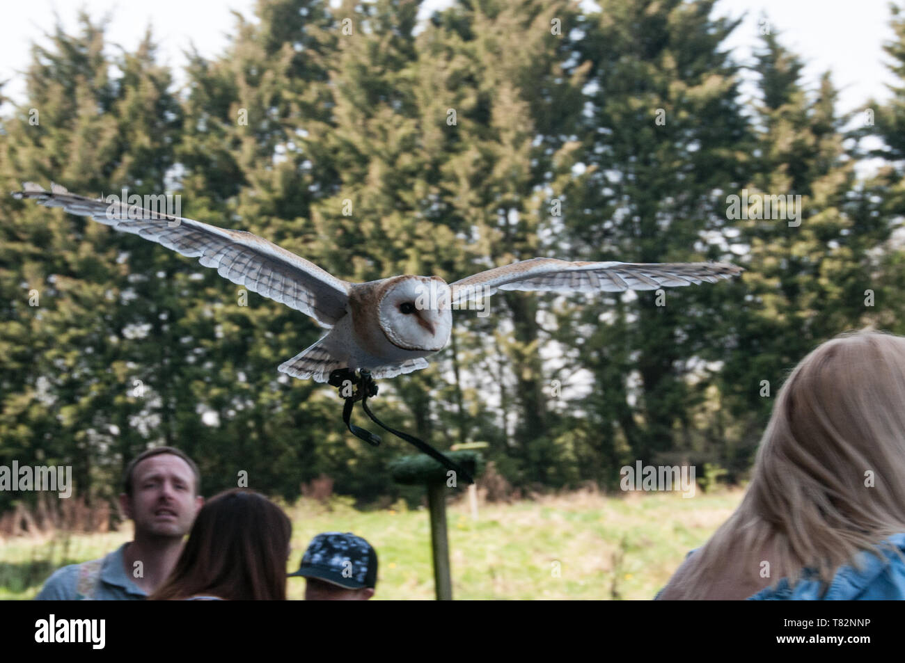 Barn owl displays hi-res stock photography and images - Alamy