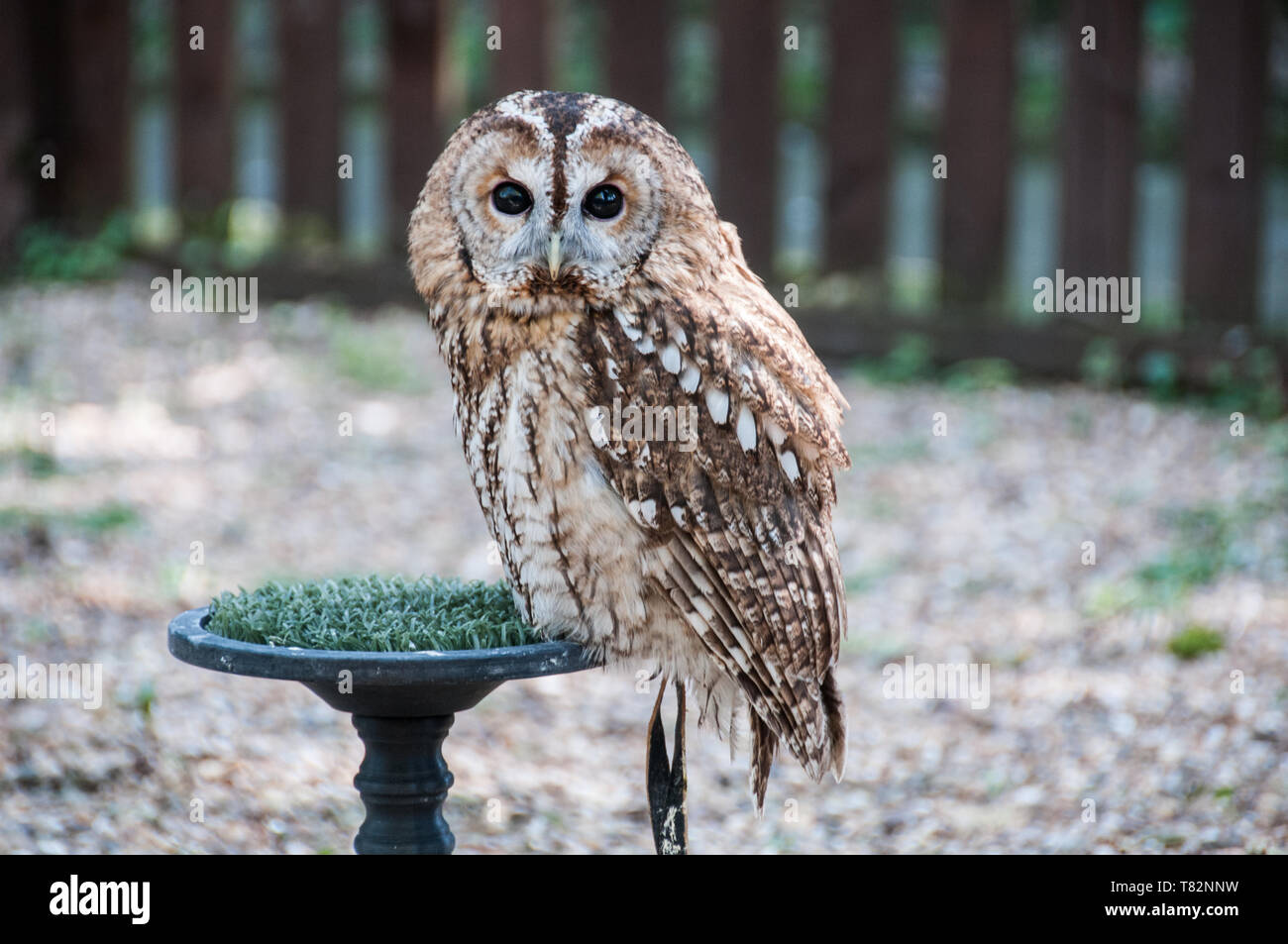 Tawney center hi-res stock photography and images - Alamy