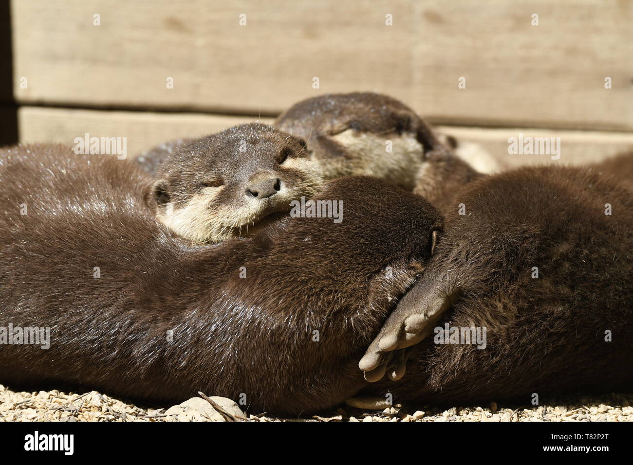 otters sleeping in a zoo in Italy Stock Photo - Alamy