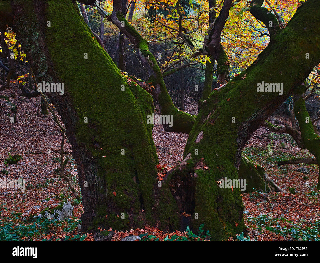 V shape tree hi-res stock photography and images - Alamy