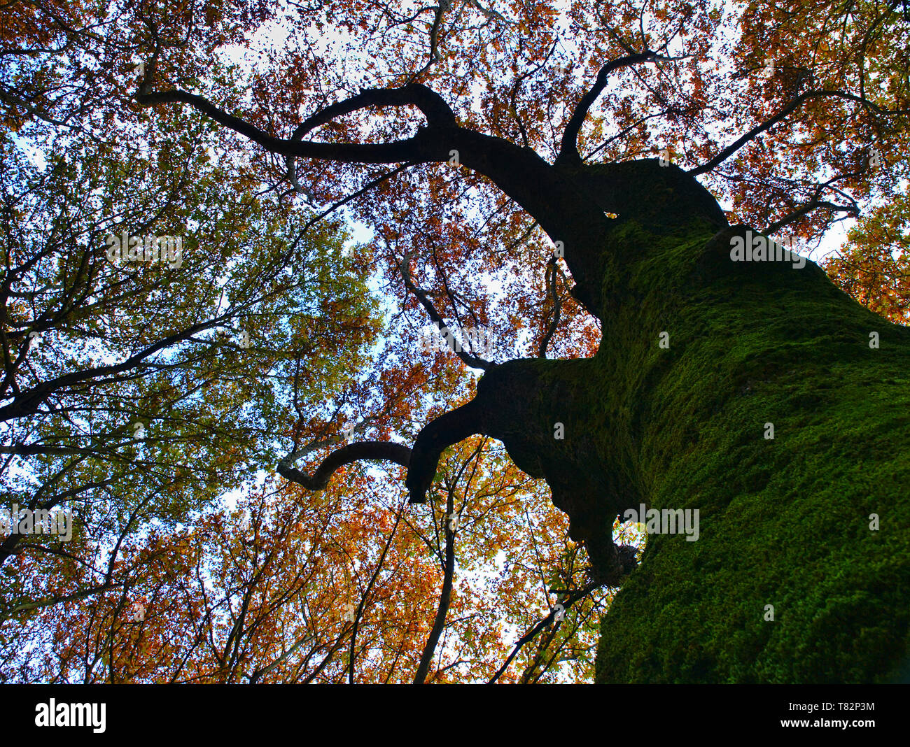 Giant Sycamore High Resolution Stock Photography and Images - Alamy